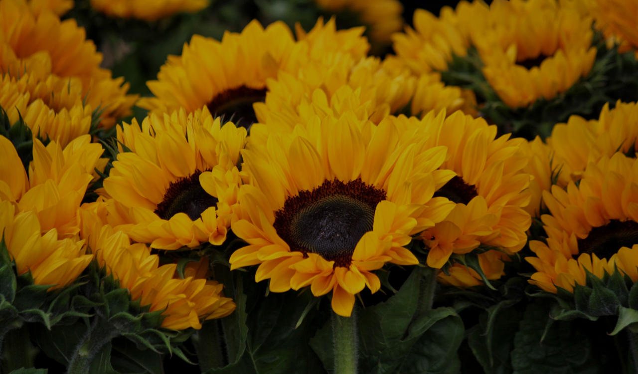 Lydia's Flowers | Full-service San Francisco Florist - Order Flowers ...