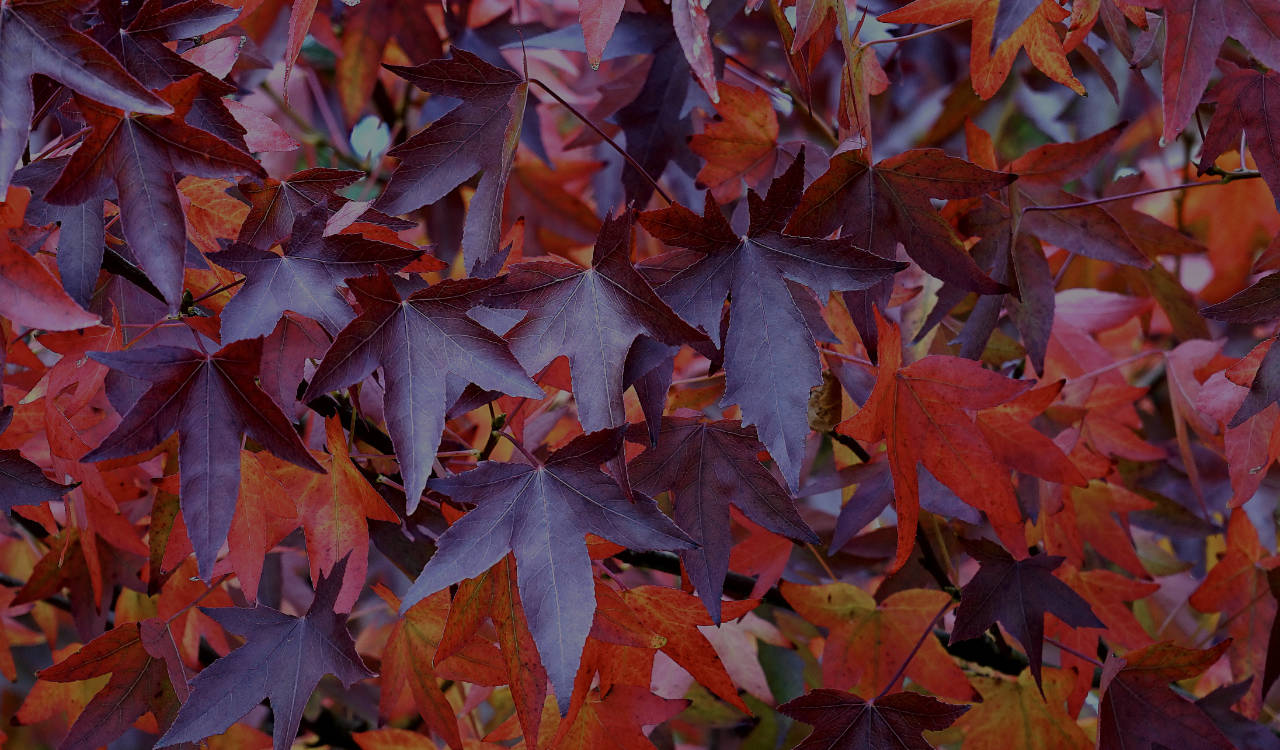 Lydia's Flowers | Full-service San Francisco Florist - Order Flowers ...